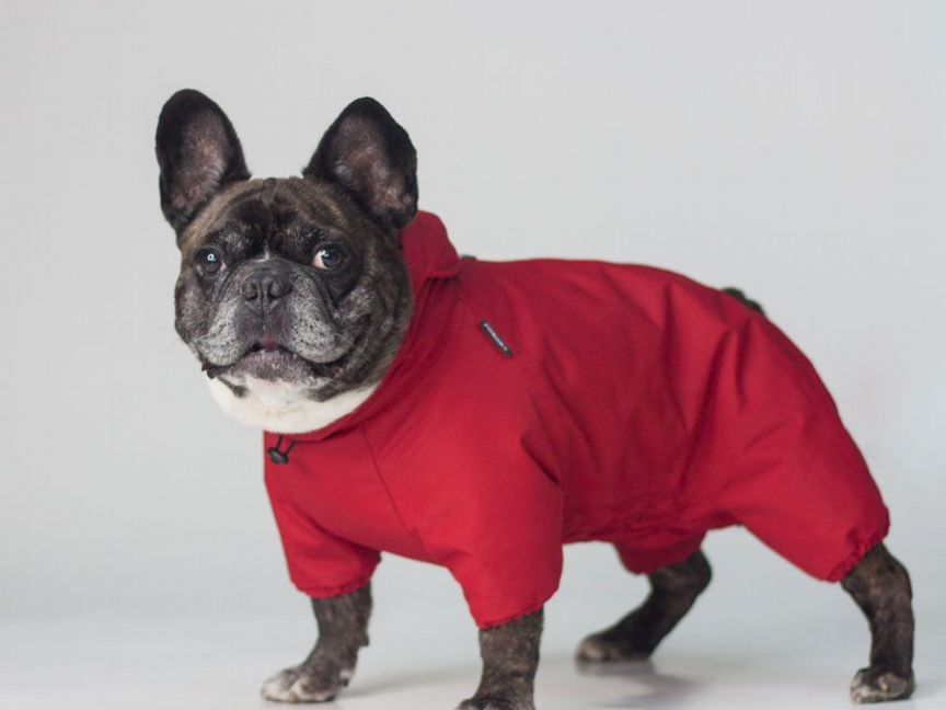 Одежда для французкого бульдога