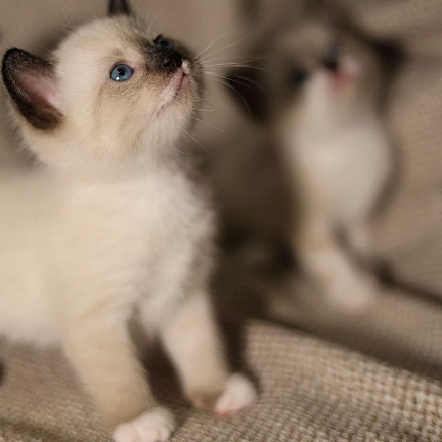 Сноу-Шу котёнок