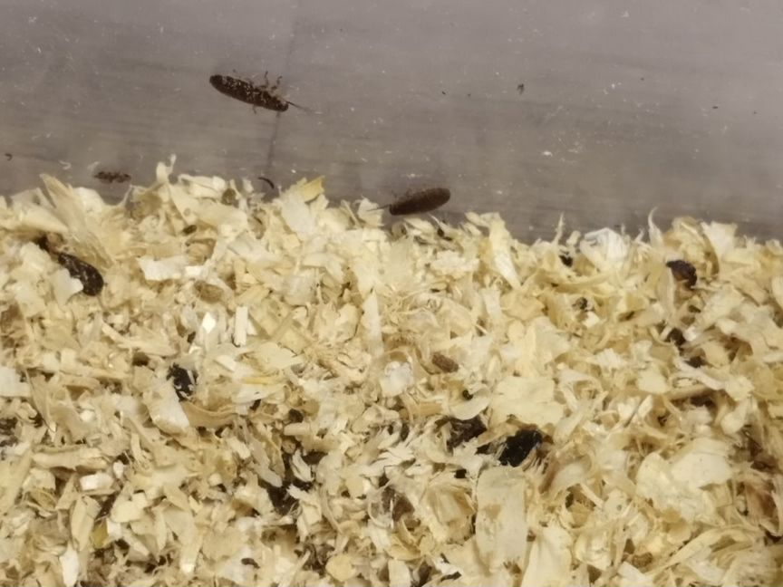 Мадагаскарские тараканы