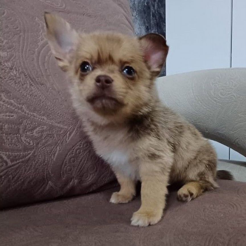 Чихуахуа микро