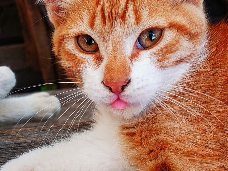Котёнок. Котёночек