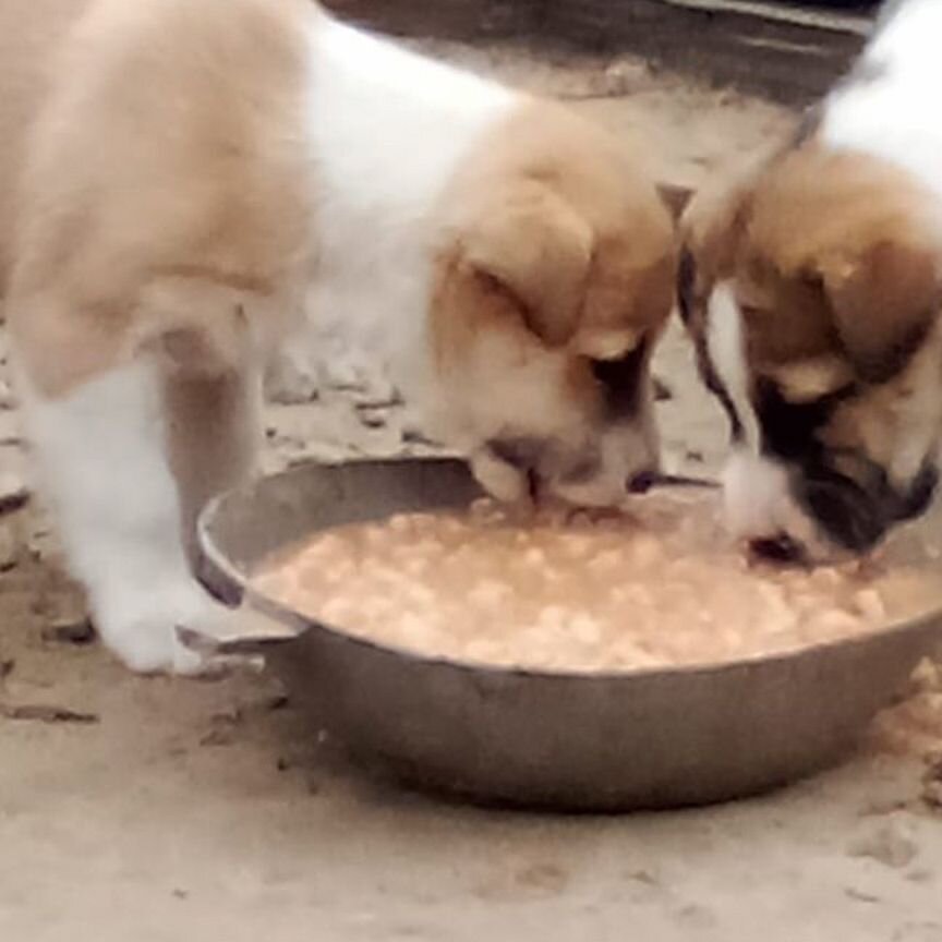 Щенки бутусики в добрые руки