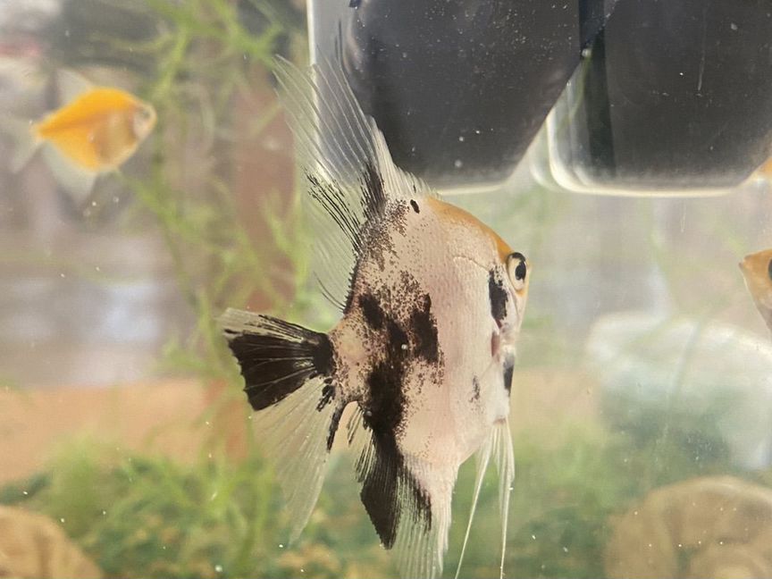 Рыбки скалярии