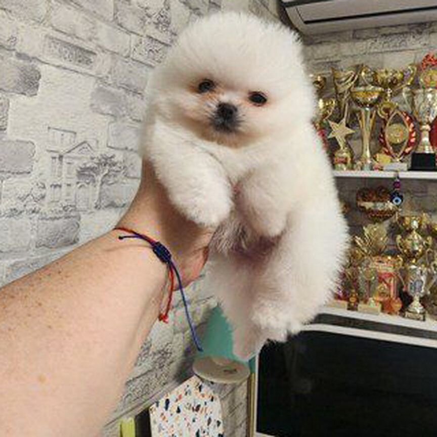 Померанский шпиц, щенок