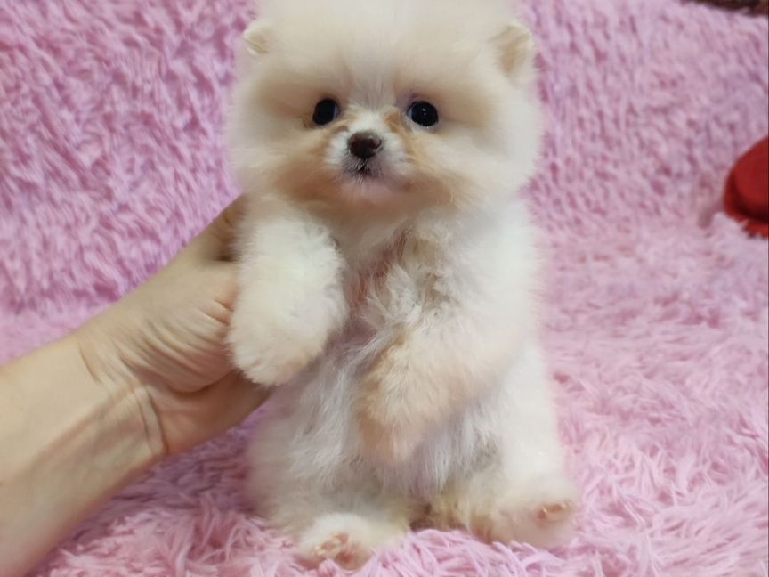 Шпиц мини куколка