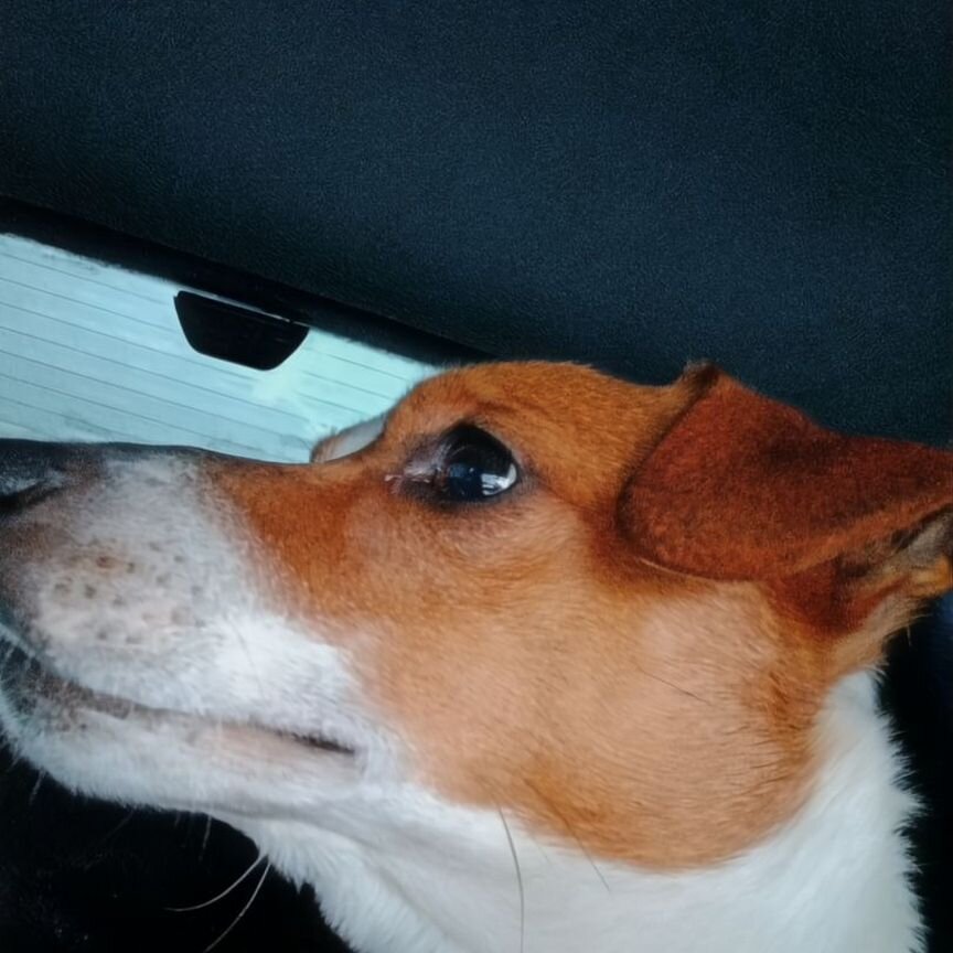 Джек-рассел-терьер, взрослая собака