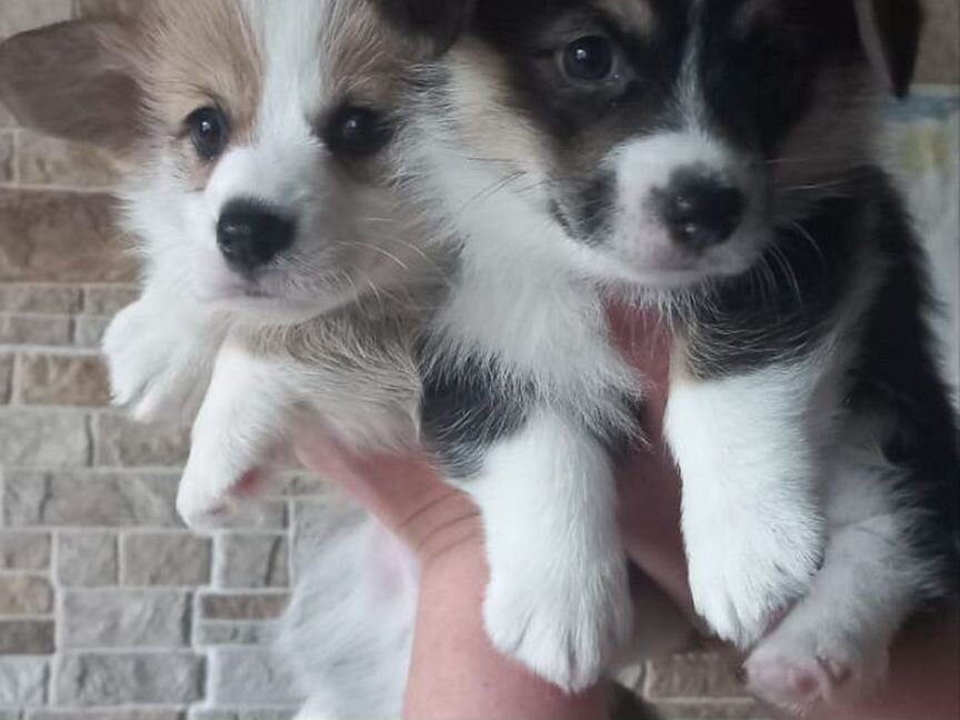 Мальчики и Девочка корги