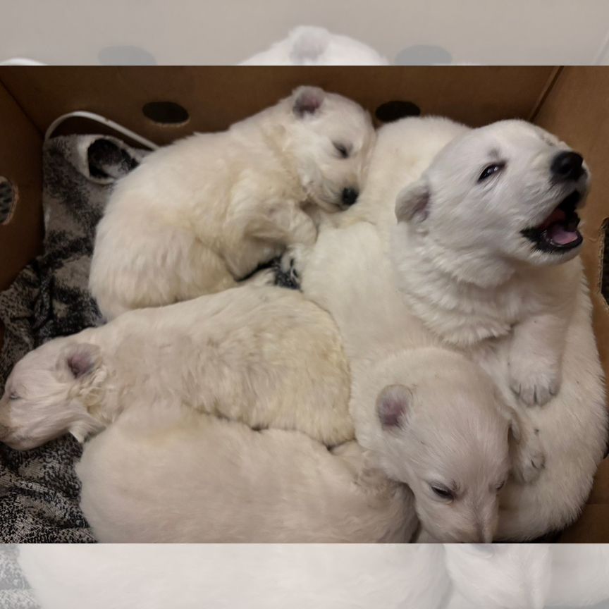 Белая швейцарская овчарка, щенок