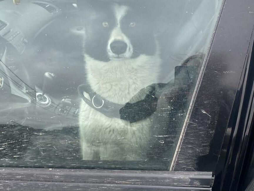 Добрый умный пёсик Чарли в добрые руки