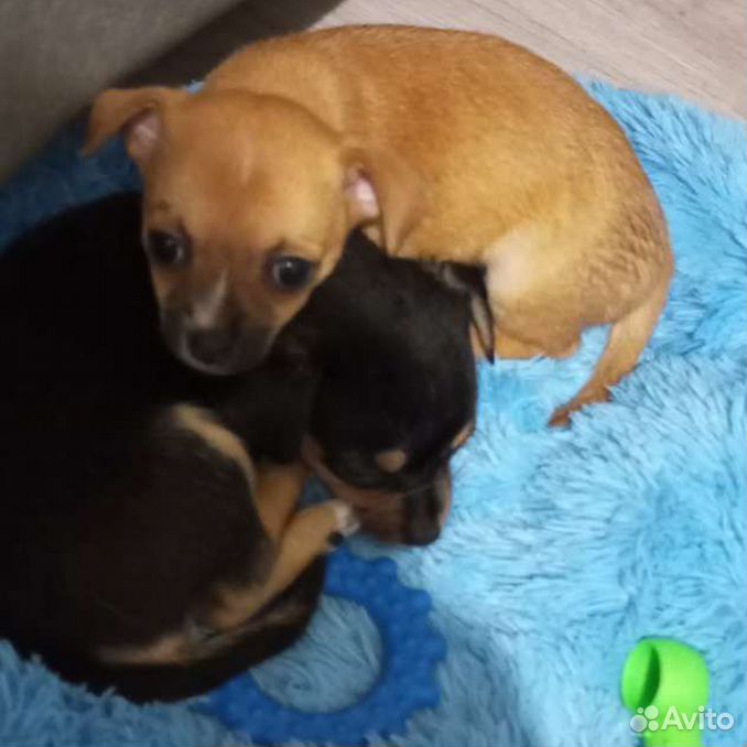 Щенки чиха-той