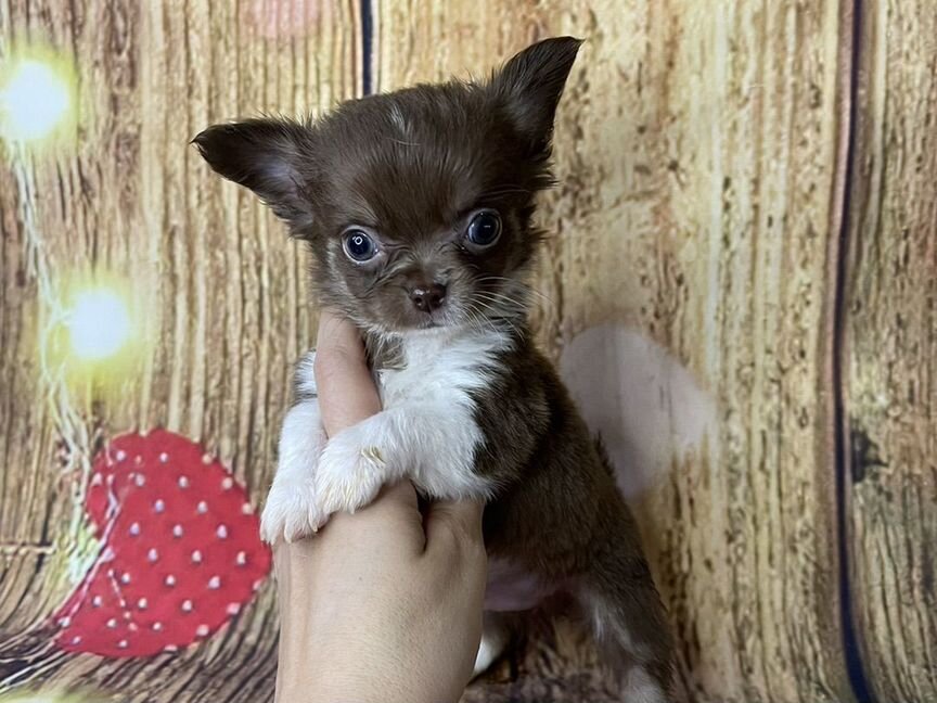 Чихуахуа щенки