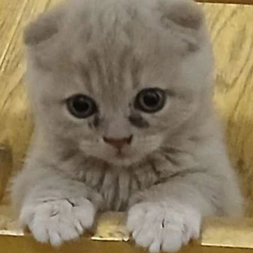 Шотландский вислоухий короткошёрстный котёнок