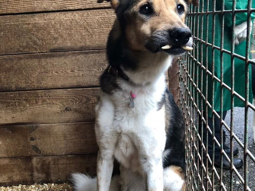 Собака Зита нужен дом