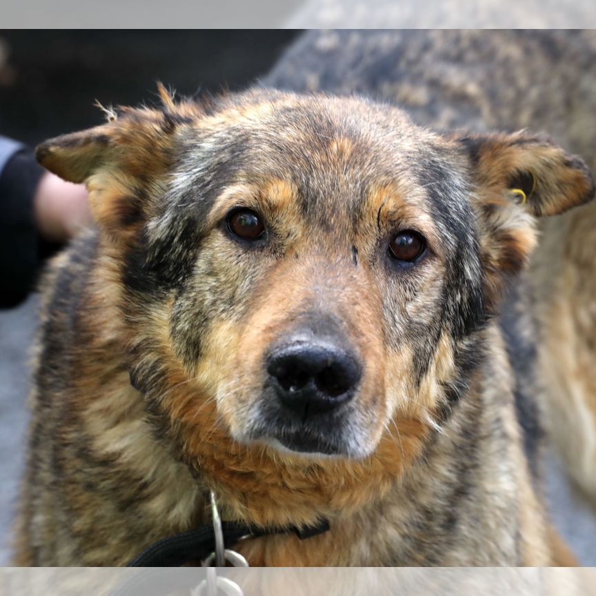 Взрослый пёс в добрые руки