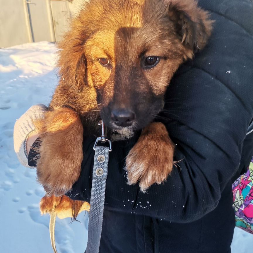 Щенок в добрые руки