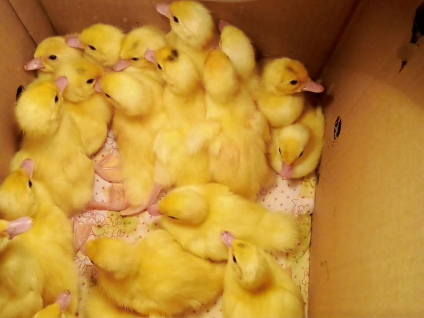 Утята мускусной утки