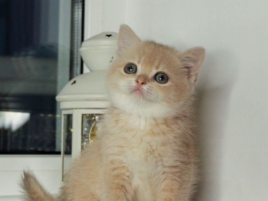 Золотой лиловый котенок cy12