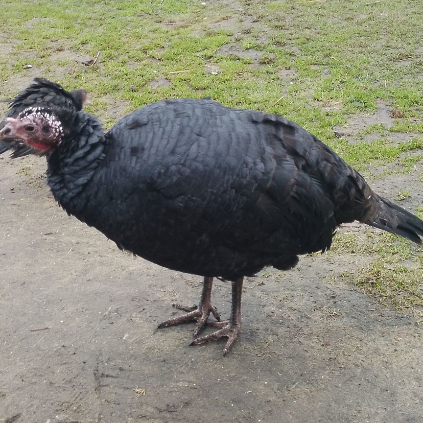 Индюшки на племя