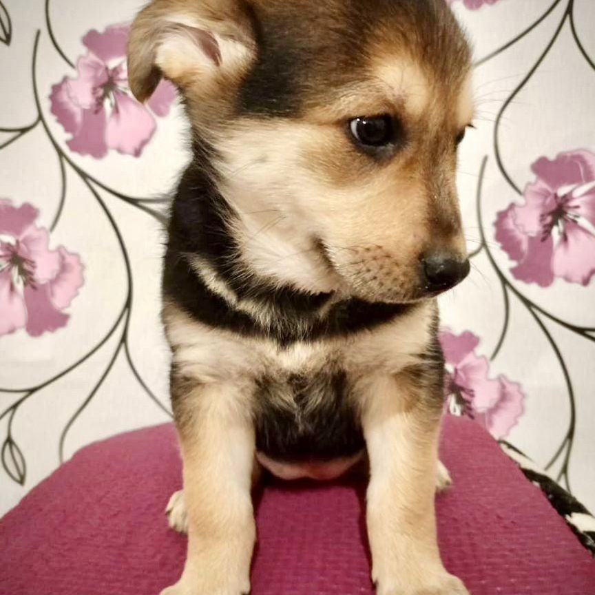 Три малышки девочки в добрые руки