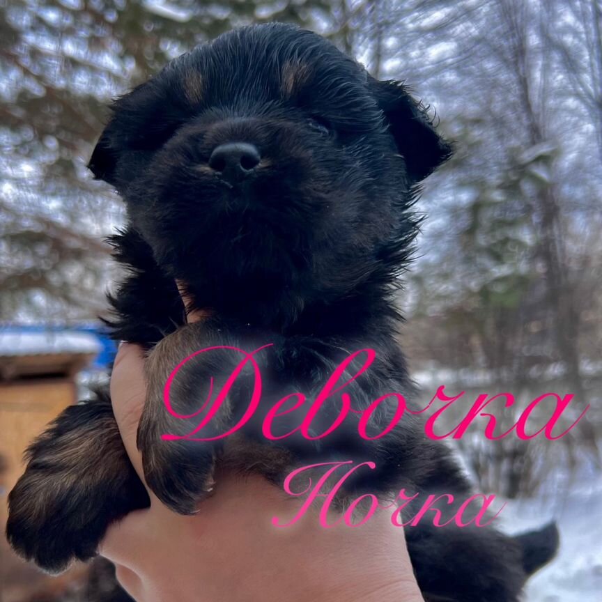 Милейший щенок бесплатно