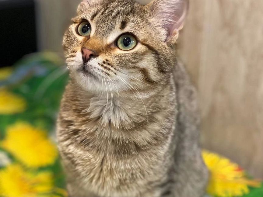 Котёнок мальчик в добрые руки бесплатно