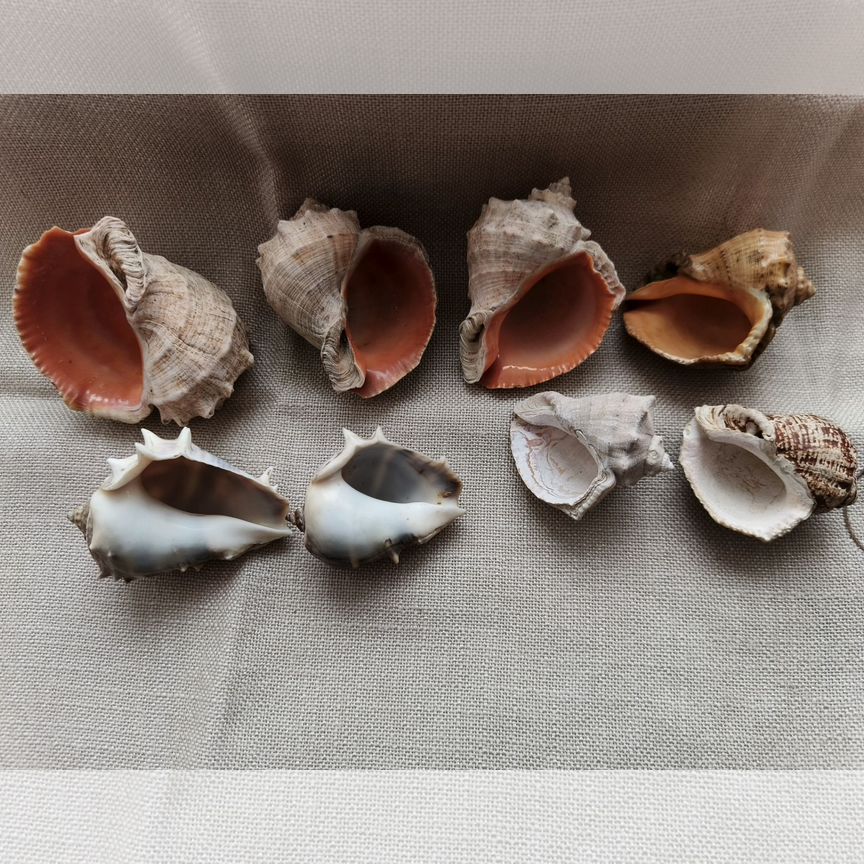 Рапаны для аквариума