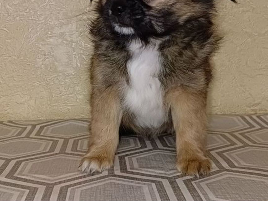 Щенок Чихуахуа