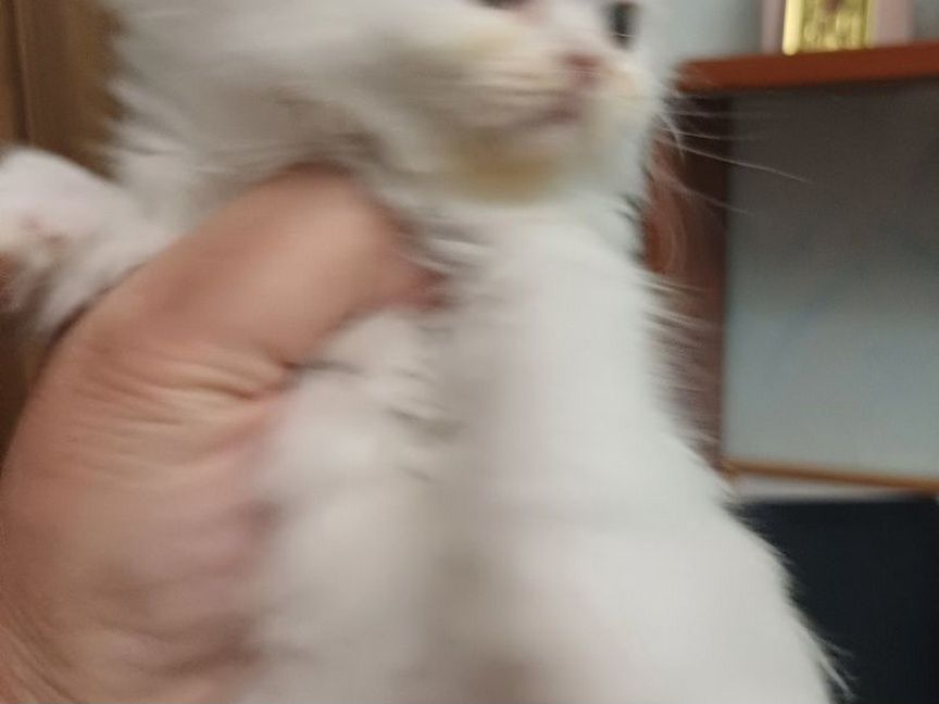 Славные очаровашки чисто белые ангелочки мальчики