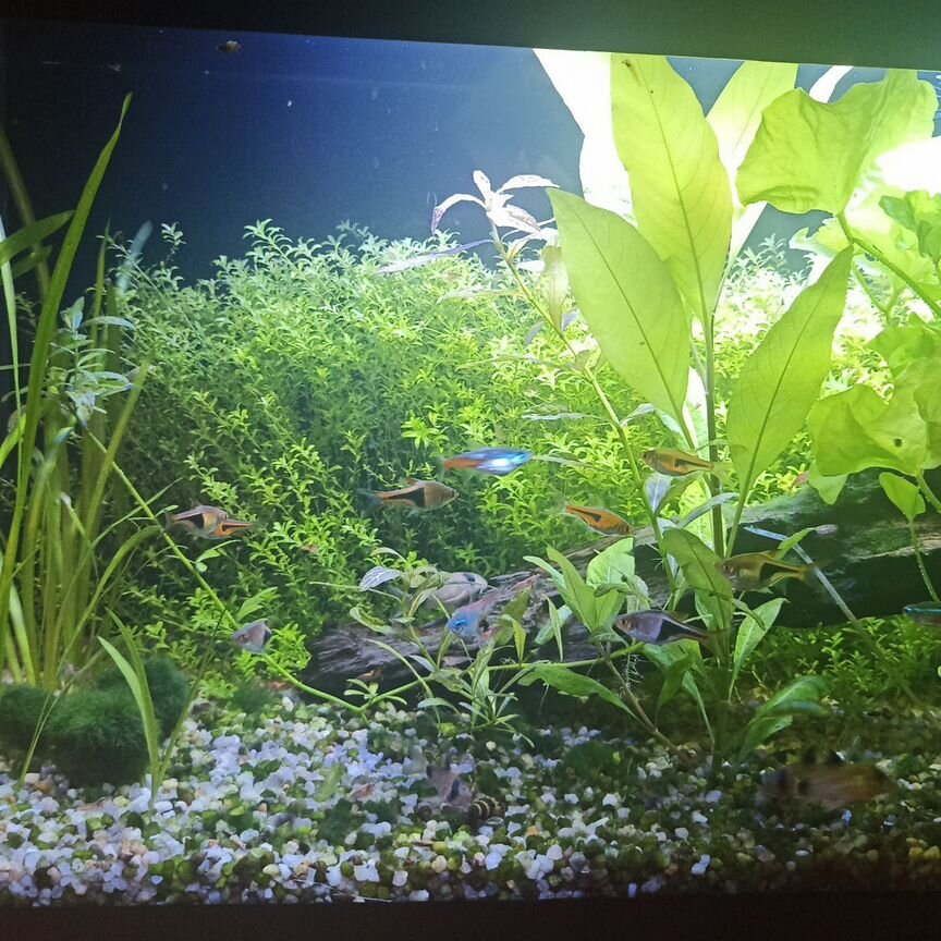 Аквариумные растения прополка