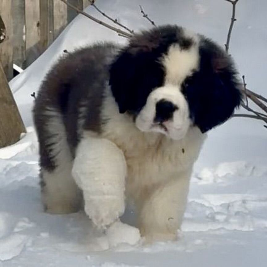 Сенбернар, щенок