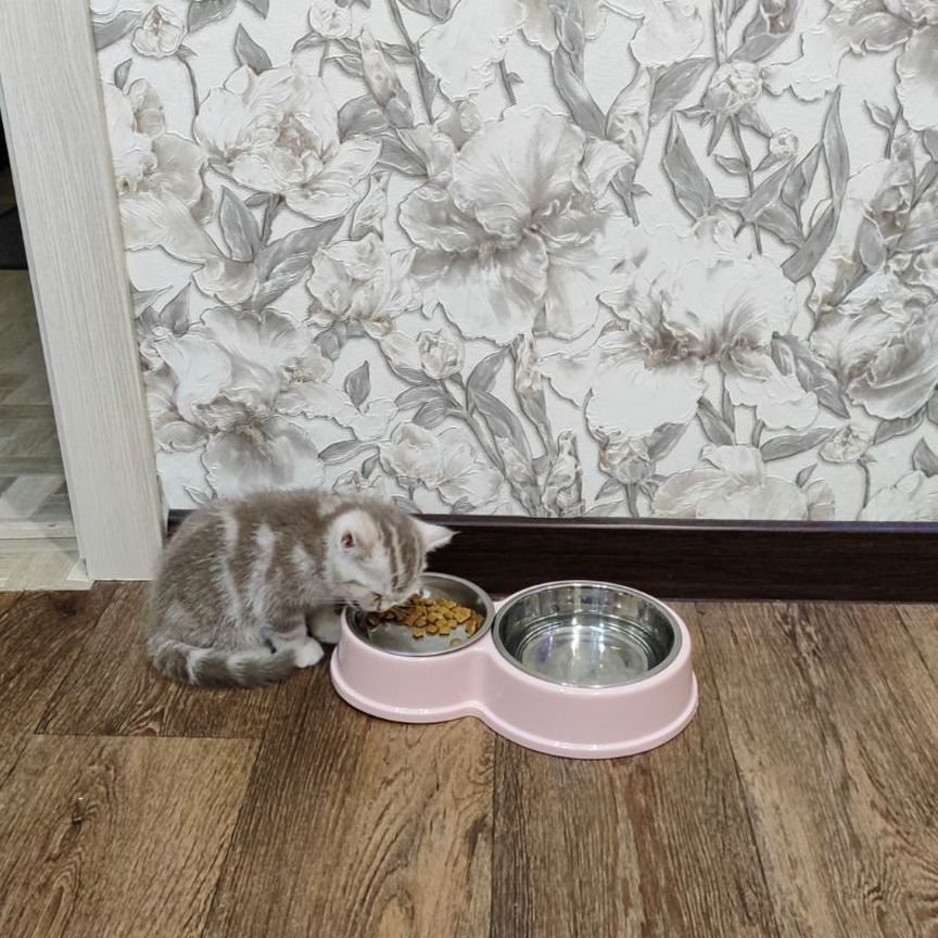 Котенок