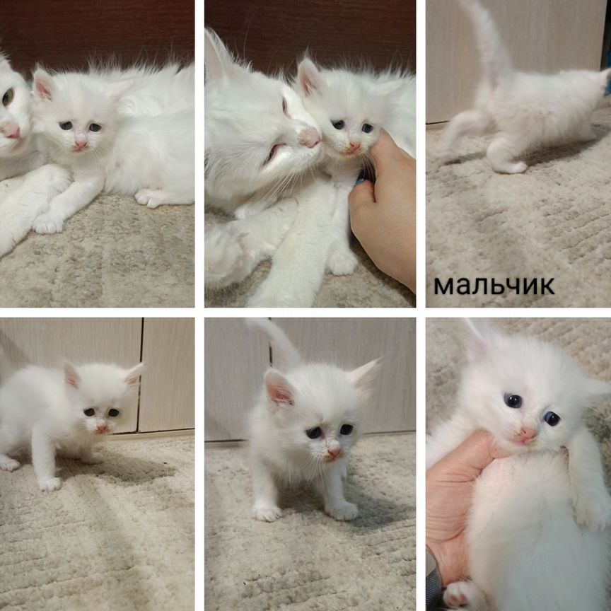 Котёнок от частного владельца