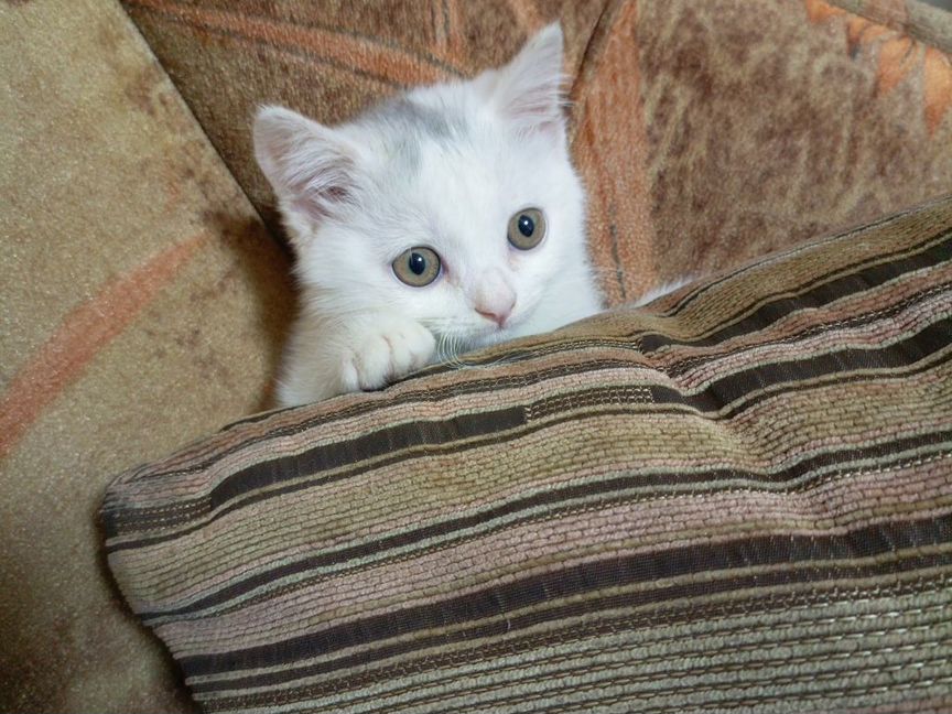 Шатланская кошка