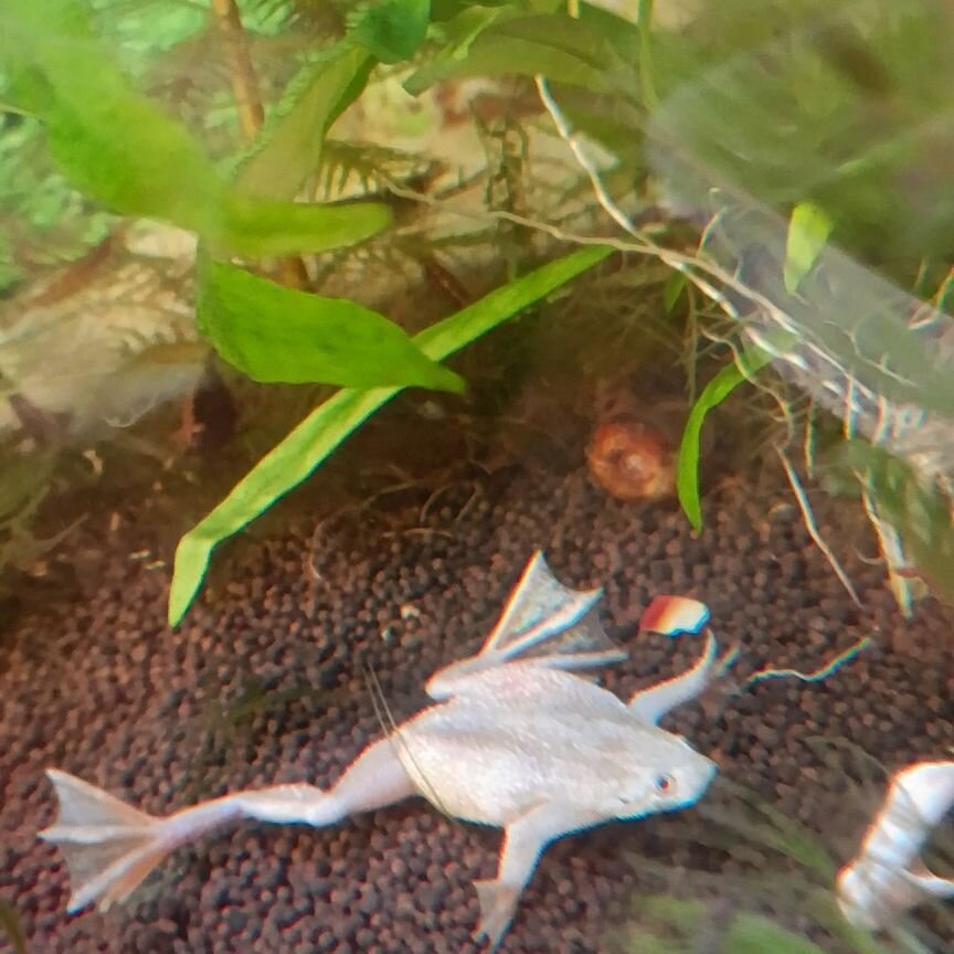 Аквариумная лягушка