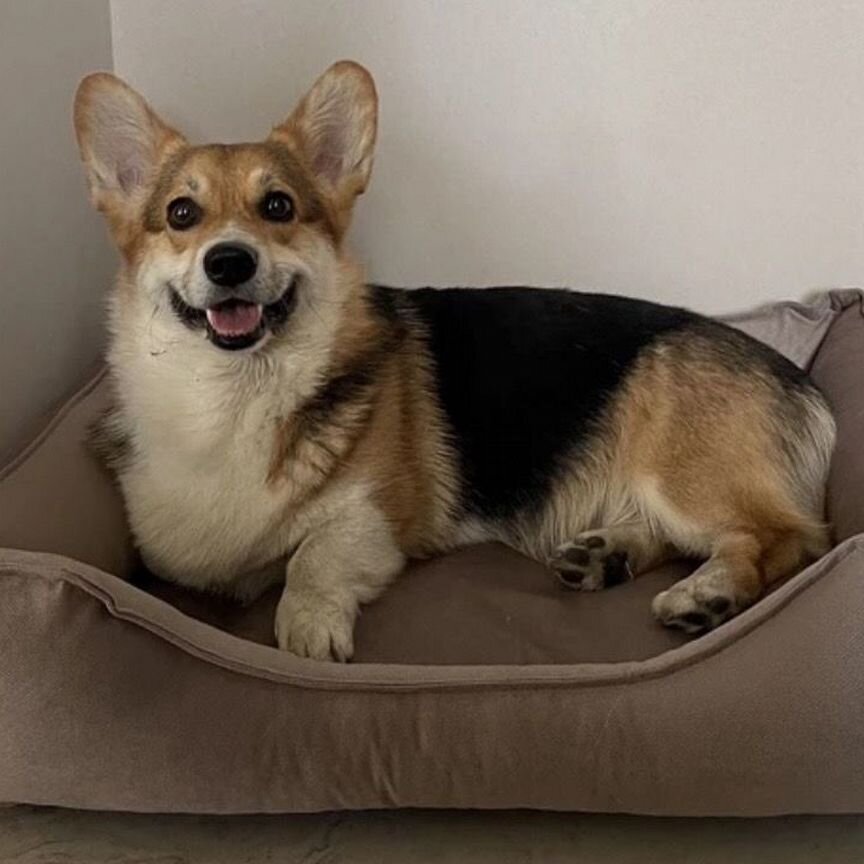 Лежанка для собак со съемным чехлом 70*55