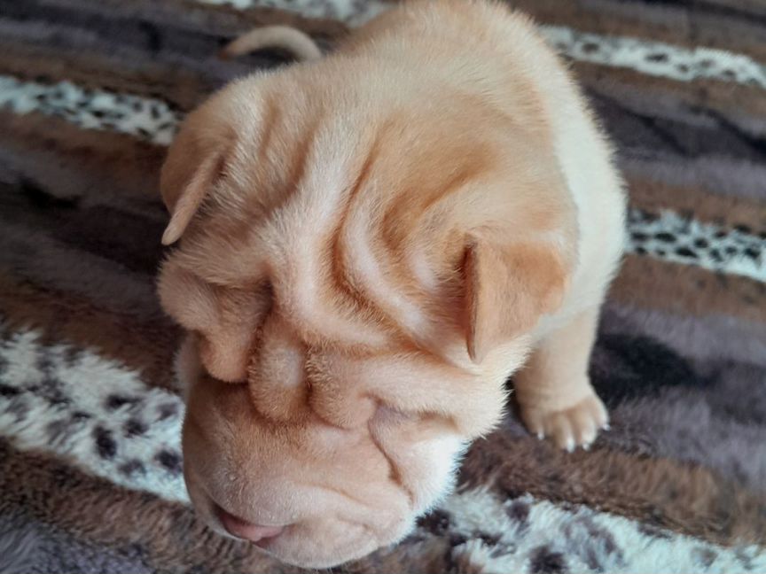 Щенки шарпей