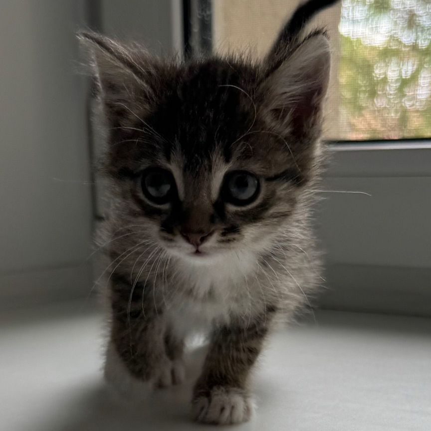 Котёнок в добрые руки