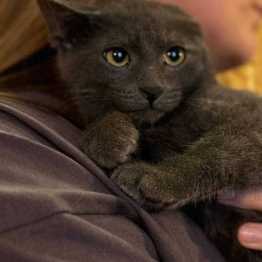 Котик 3 мес.дымчатый