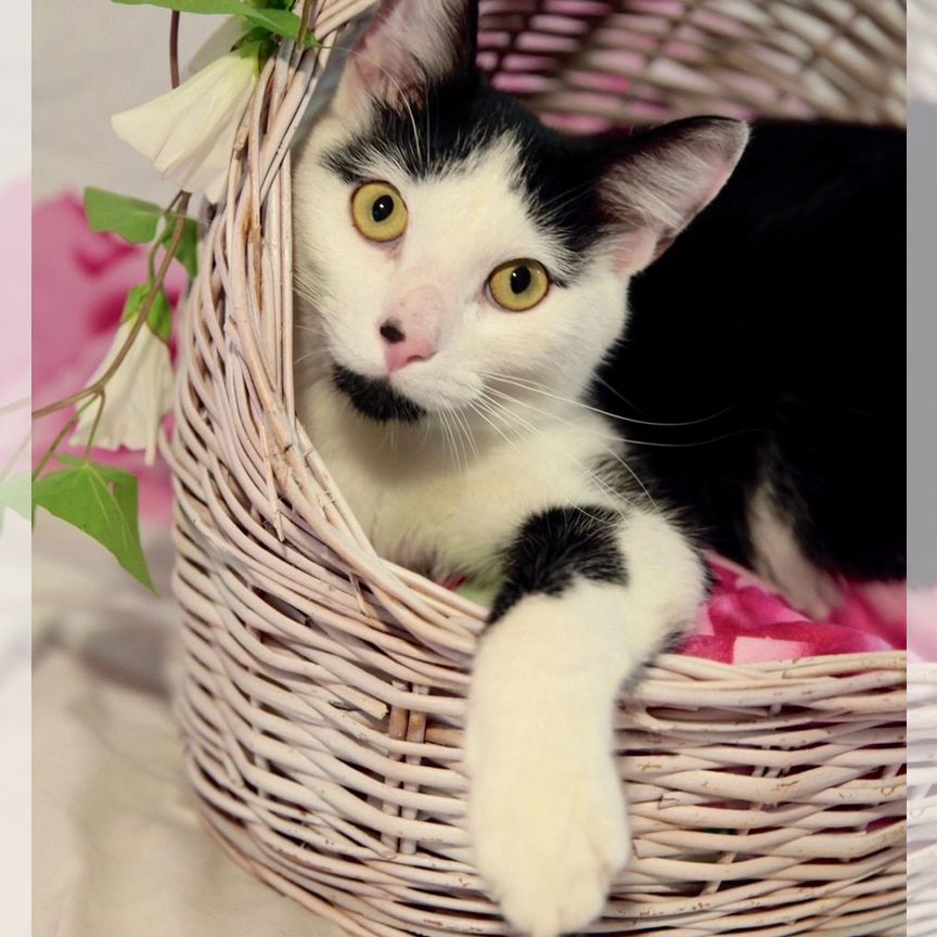 Кот черно белый Герман