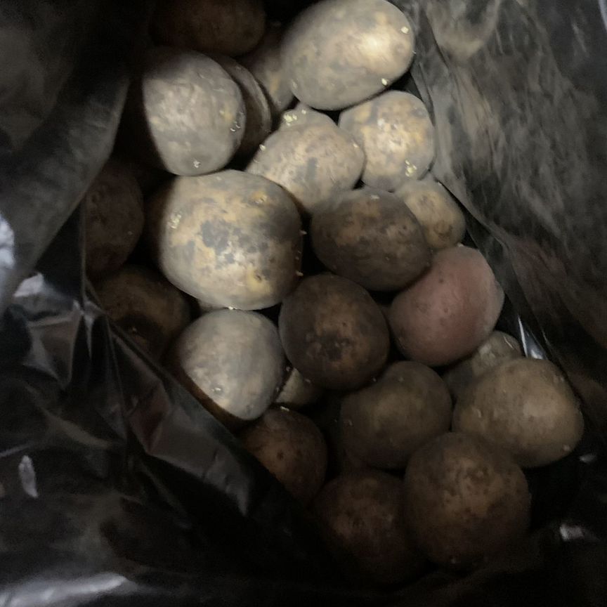 Картофель на корм скоту