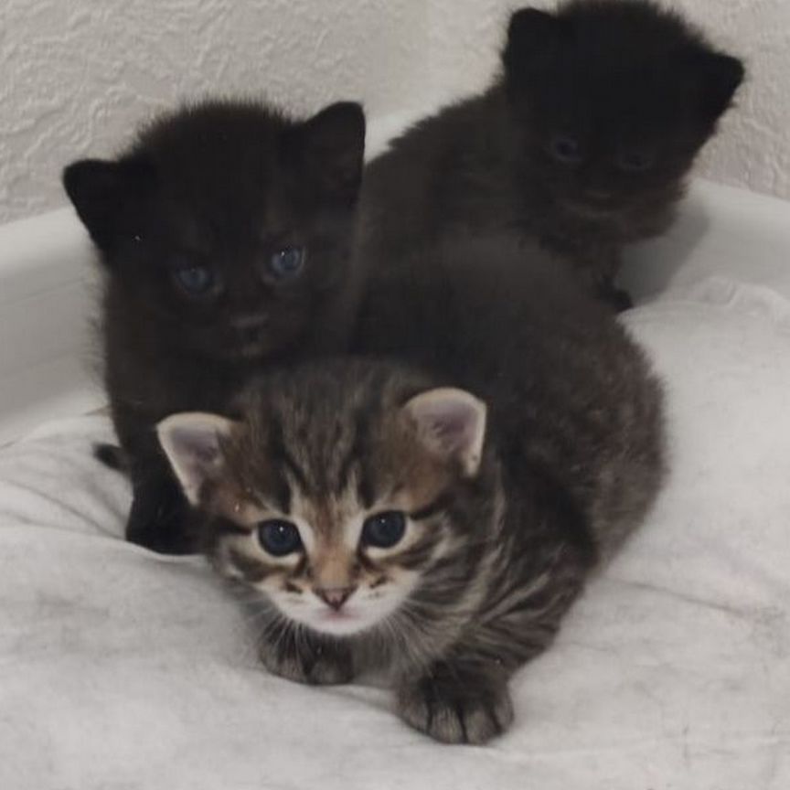 Котятки, 1 мес., в добрые руки