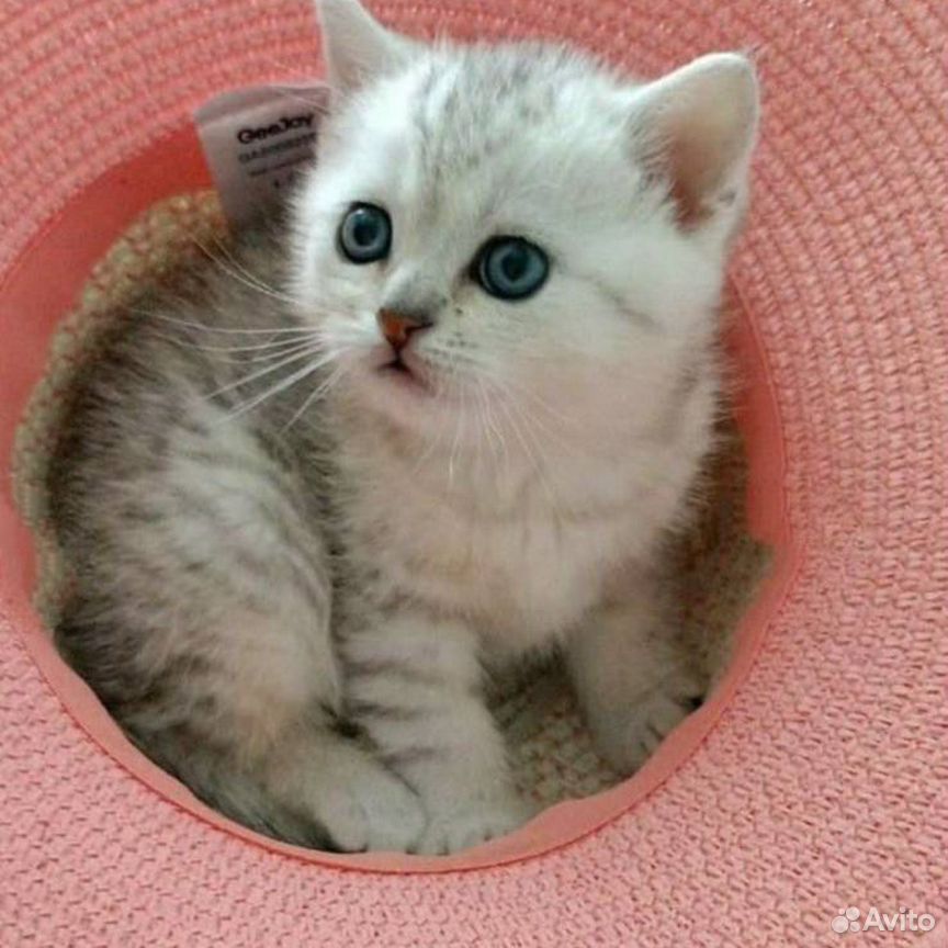 Шотланский котята