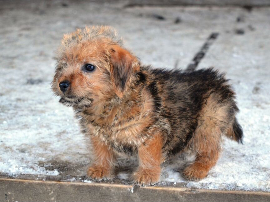 Щенки Норфолктерьера