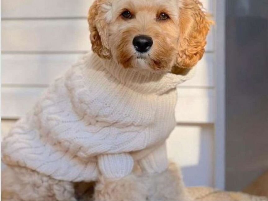 Свитер для собаки H&M