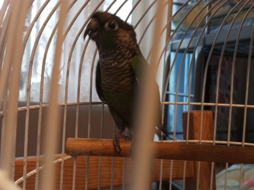 Попугаи пирура мальчик