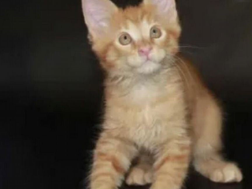 Мейн-кун рыжики