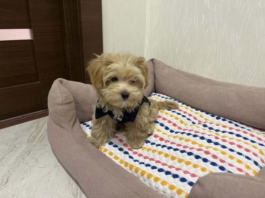 Собака мальтипу