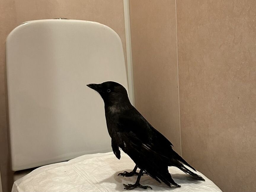 Галка бесплатно