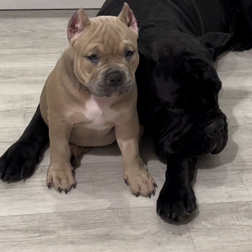 Американский булли покет щенки