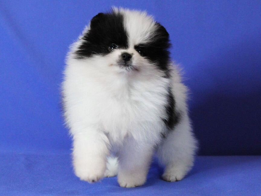 Померанский шпиц большой выбор щенков